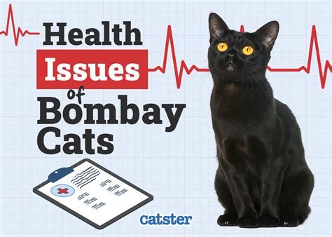 Extreme Cat Breeds And Their Health Problems Bombadillo 7