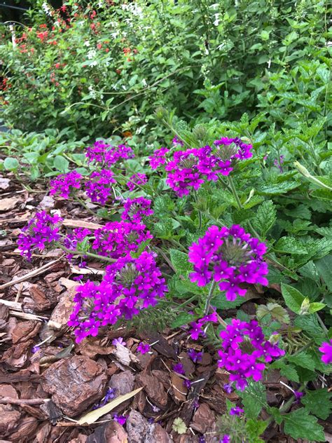 Verbena Canadensis Homestead Purple Pint Plant Southern Flower Garden