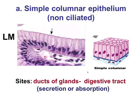 Simple Columnar Ciliated Epithelium