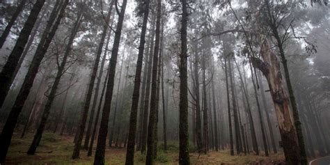 Un Homme Soupçonné De Viols Dans Une Forêt En Garde à Vue Plus De 15 Ans Après Les Faits