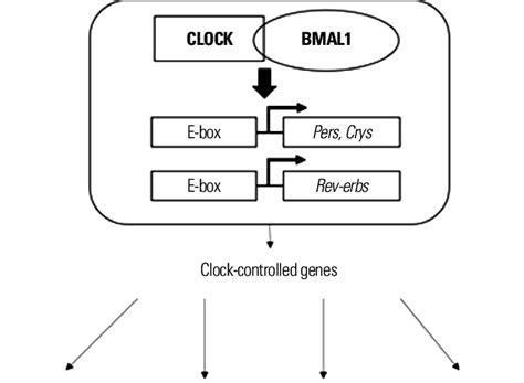 A Schematic Diagram Of The Regulatory Role Of The Cellular Circadian