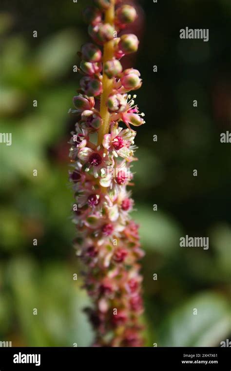 Mexican Pokeweed Phytolacca Heterotepala Candlestick Point State