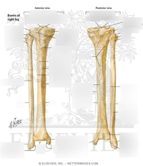 DAA Lab 3 Tibia Fibula Diagram Quizlet