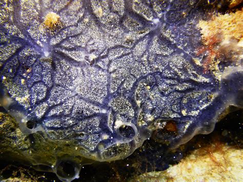 Très Belle épongemais Quelquun Saurait Il Le Nom