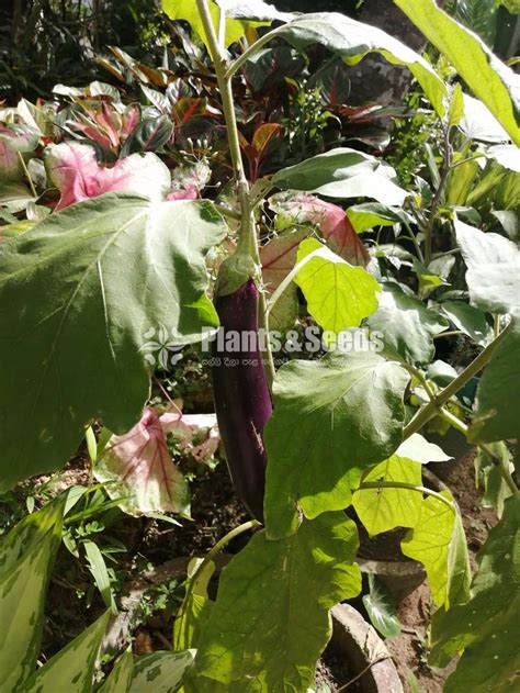 එලවලු පැල Plants And Seeds