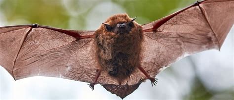 Small Black Bat