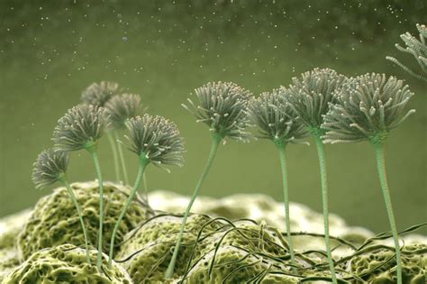 Mold Vs Mildew Whats The Difference All Clear Environmental