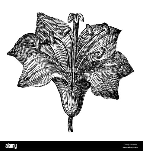 Stargazer Lily Line Drawings