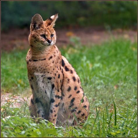 Serval Cat Wallpapers