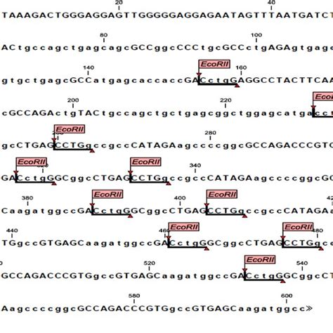 Results On Cpg Optimised Dna Sequence Depicted In Dna Vaccine Sequence Download Scientific