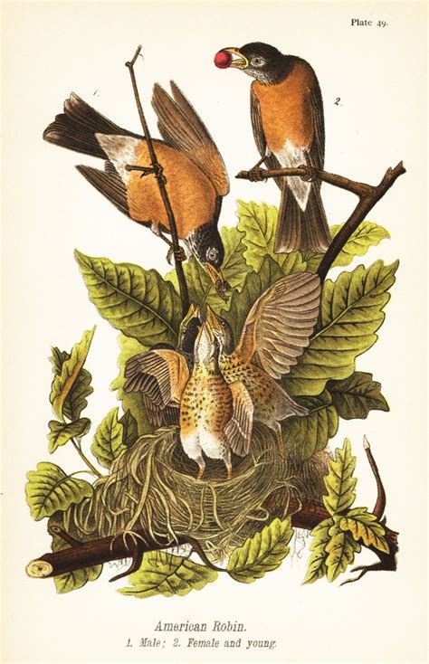 American Robin Illustration