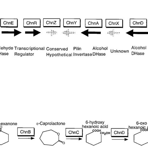 Functional Assignment Of Genes In The Cyclohexanol Oxidation Pathway Download Scientific