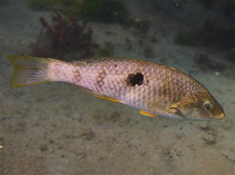 The Fish That Changes Sex And Behavior