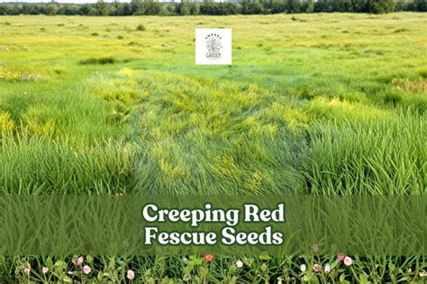 1000 Creeping Red Fescue Seeds Festuca Rubra Low Maintenance Lawn