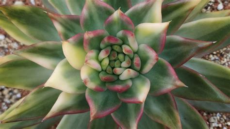 이랑다육 다육식물화분힐링취미 Youtube