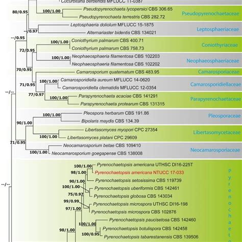 A Part One Of The Phylogenetic Tree Based On The Concatenated