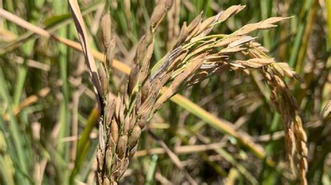 Rice Bugs Insects Syngenta Philippines