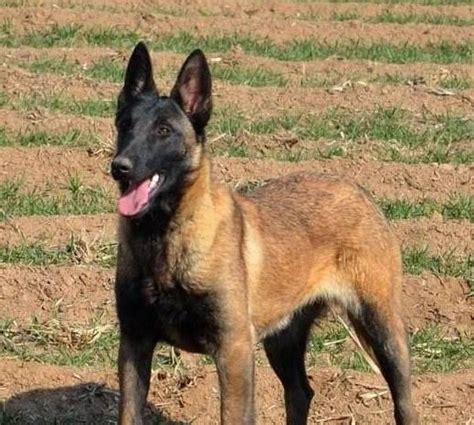 五黑犬的价格 五黑犬能长多大 五黑犬是指哪五黑