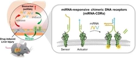 An Extracellular Mirna Responsive Artificial Receptor Via Dynamic Dna