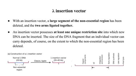 Different Types Of Vectors Pptx