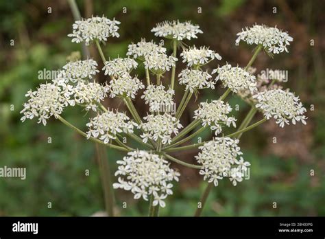 Hogweed Cow Parsnip Heracleum Sphondylium Showing Umbellifer Flower Cluster Shape The