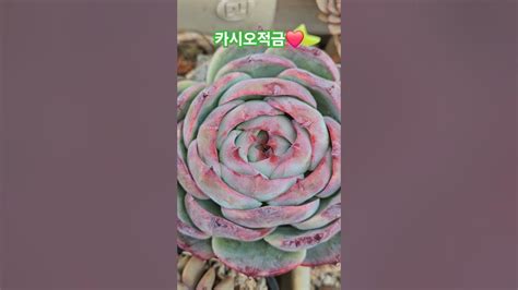 다육식물 다육이 창다육 다육이창 Youtube