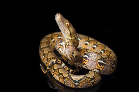 Premium Photo Close Up Of Reticulated Python