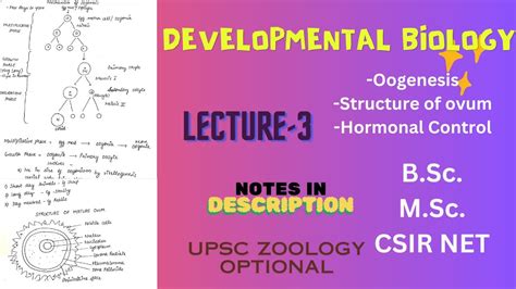 Oogenesis Hormonal Control Structure Of Ovum Types Of Egg