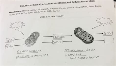 Biology Quiz Flashcards Quizlet
