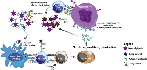 Idiopathic Thrombocytopenic Purpura Diagram