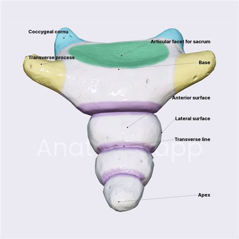 Coccyx Anatomyapp