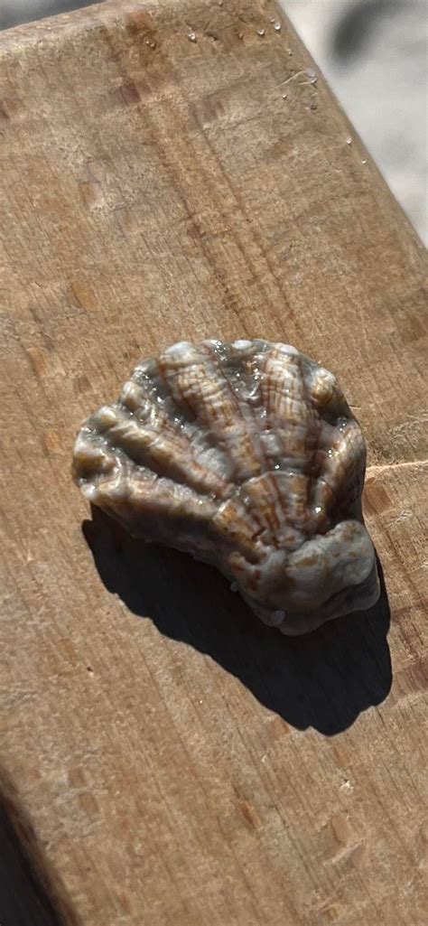 Fossilized Clam R Fossilid