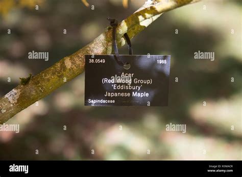 Tree Species Identification Label National Arboretum Westonbirt