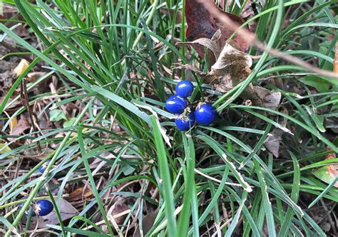 ジャノヒゲリュウノヒゲの花や実も育て方と植物の特徴をわかりやすく解説