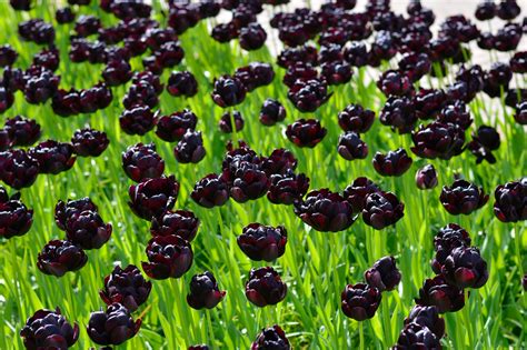 The Black Tulip Dutchgrown™ The Best Tulips In The World
