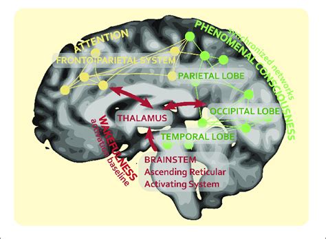 The Networks Synchronization Theory Netsync And Representation Of Download Scientific