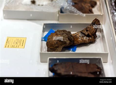 Fossils Being Repaired In A Paleontology Laboratory Reconstructing Dinosaur Bones For Science