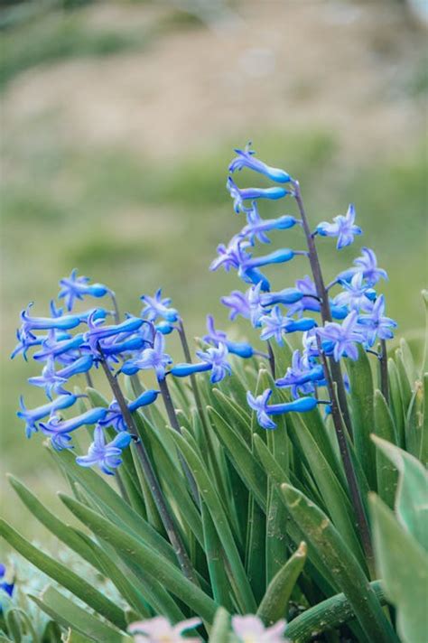 꽃 노란색 들판 밝은 성장 수직 쐈어 식물군 아름다움 장식 정원 확대에 관한 무료 스톡 사진