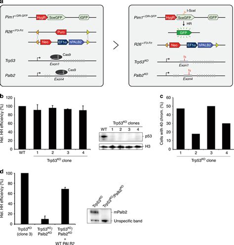 Development Of A Cdna Based Complementation System For The Functional