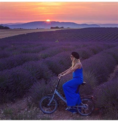 프랑스 프로방스 라벤더 꽃밭 인스티즈instiz 인티포털 카테고리