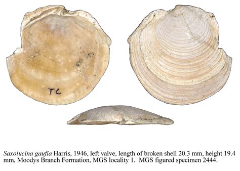 Bivalvia Surface Geology Environmental Geology Ms Deq Geology