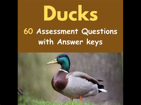 Ducks 60 Assessment Questions With Answers Quiz Test Teaching Resources