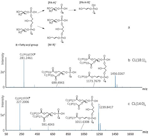Sex Differences Of Cardiolipin In Tissue Distribution Based On Targeted