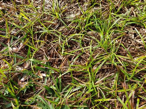 Nutgrass Or Mullumbimby Couch Lawn Green