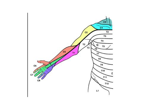 Dermatome Upper Limb Quiz Dermatome Upper Limb Quiz