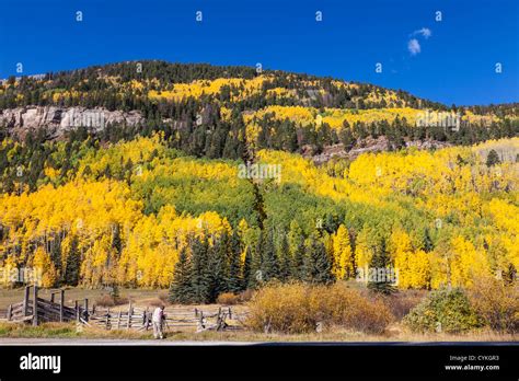 Photographer Capturing Autumn Color In Aspen Trees Along Us 550 Between