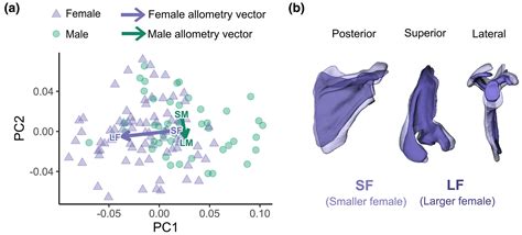 Sexual Dimorphism And Allometry In Human Scapula Shape Lee 2024