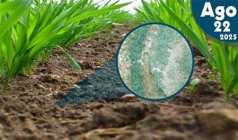 Hongo Trichoderma Celuz Agro