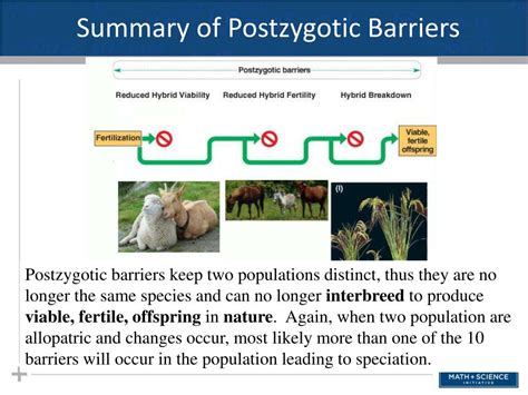 Ppt Macroevolution Part Ii Allopatric Speciation Powerpoint Presentation Id 6309897