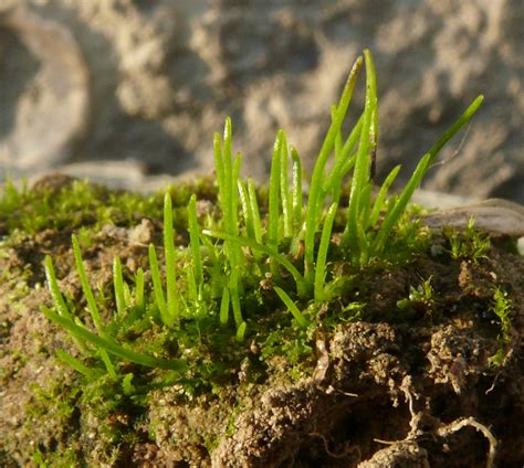 Anthocerotopsida Класс Class Anthocerotopsida 4 отряда